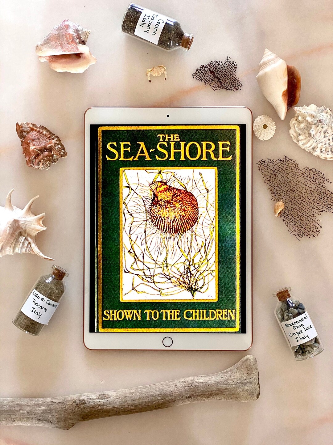 Sea Shore Nature Study Book Sea Shore Shown to the Children - Etsy