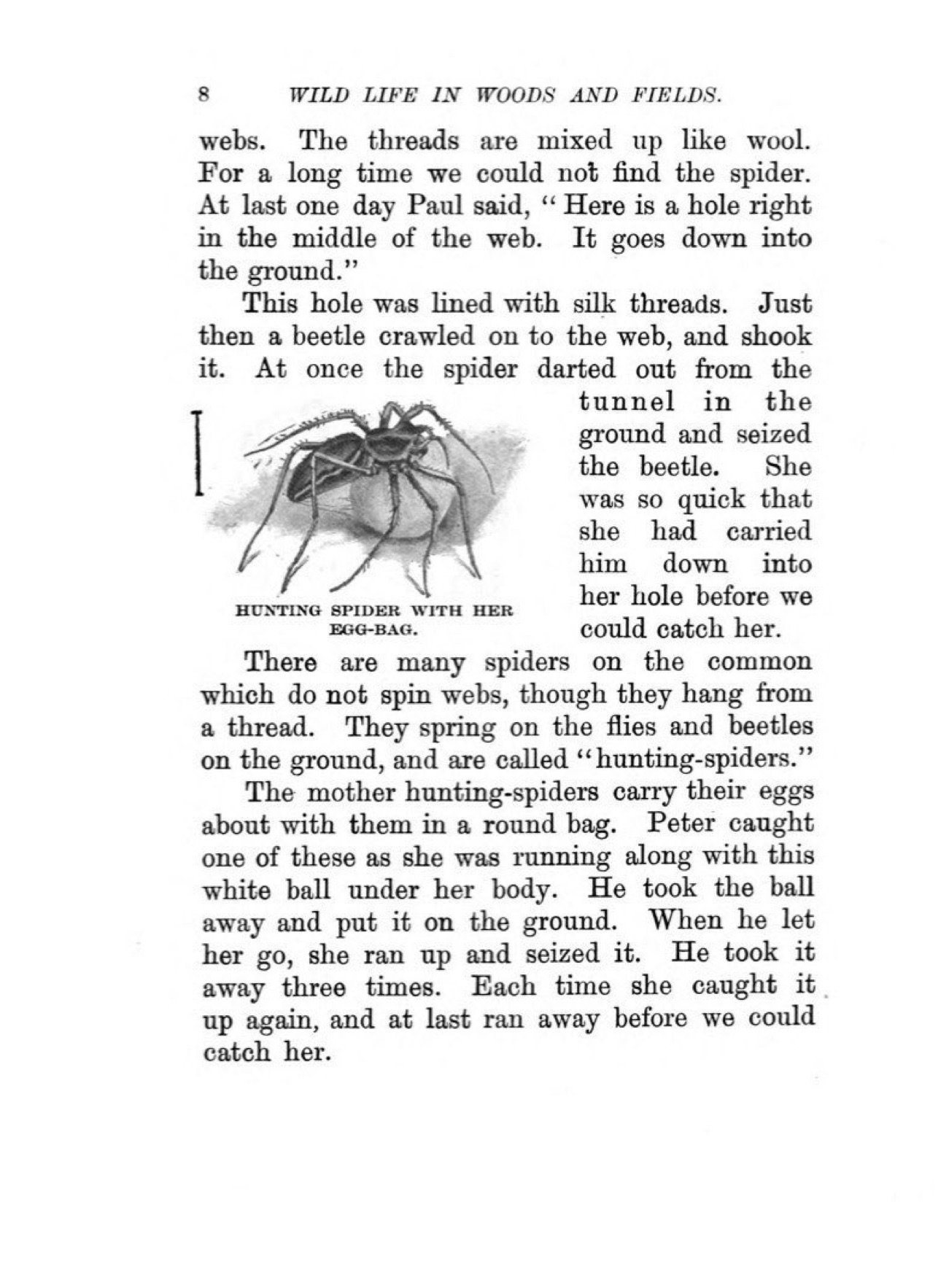 Wildlife in the Woods and Field by Arabella Buckley Book 1 1903 Eyes ...