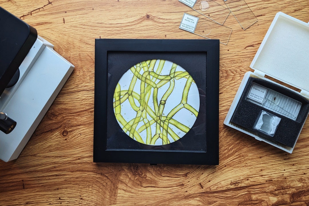 Water Net Algae hydrodictyon Custom Framed and Matted Pond Organism ...