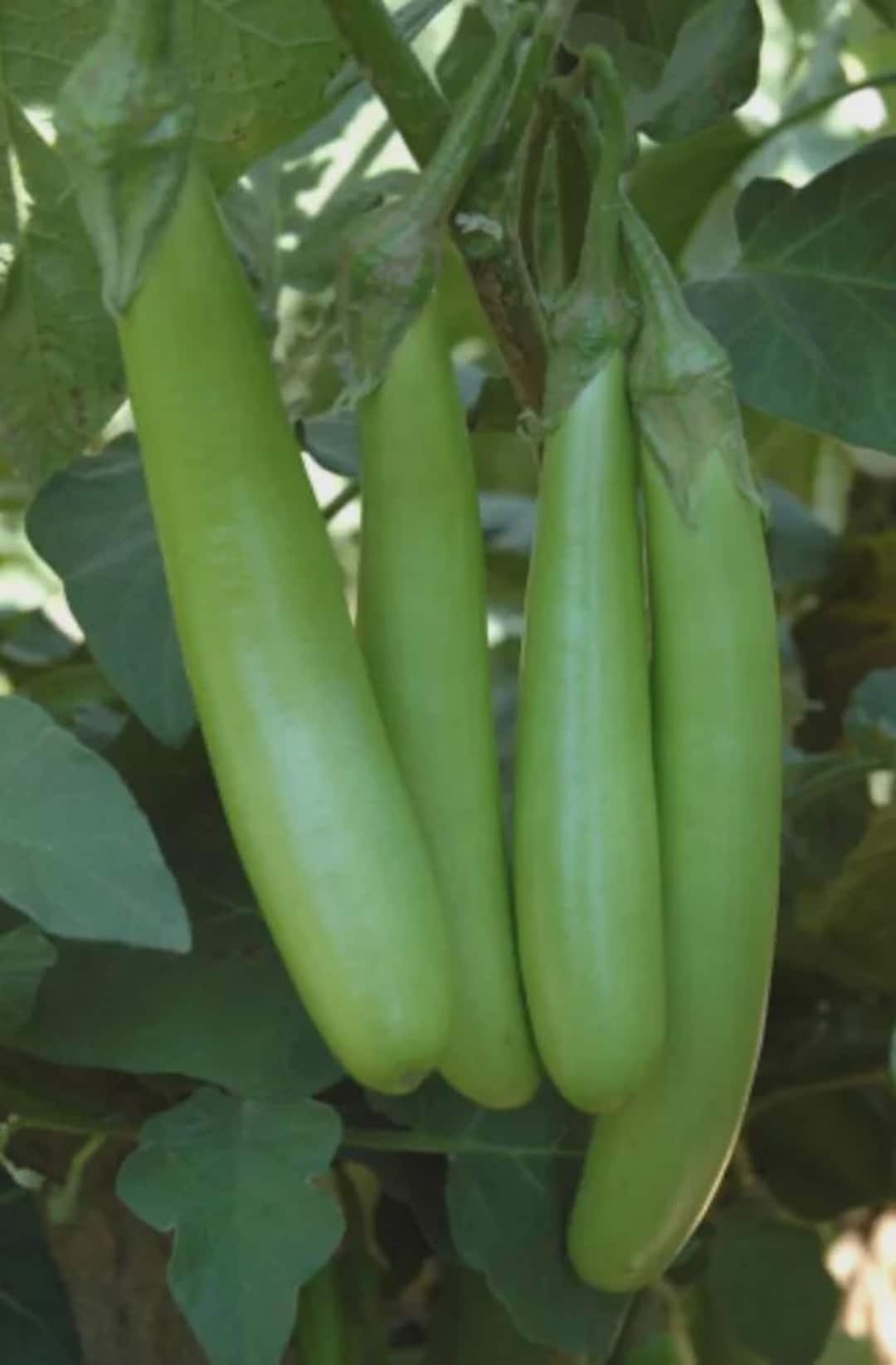 Interesting Info About Ichiban Eggplant Seedsfeed