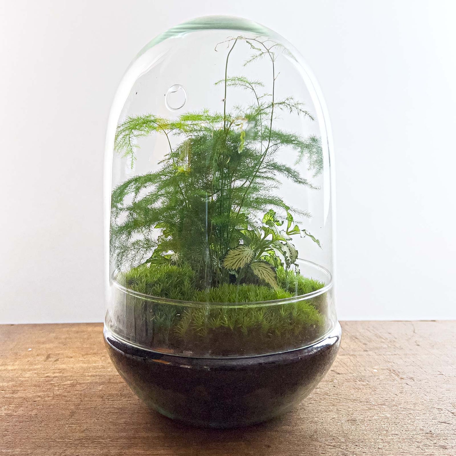 Terrarium DIY Kit Egg XL Ecosystem With Plants 30 Cm - Etsy