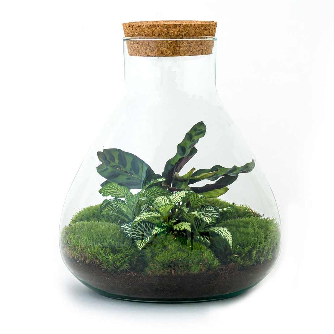 Terrarium DIY Kit Sammie 26 Cm Ecosystem With Plants - Etsy