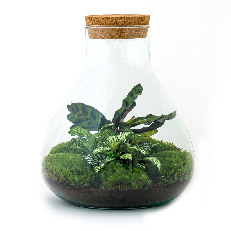 Terrarium DIY Kit Sammie 26 Cm Ecosystem With Plants - Etsy