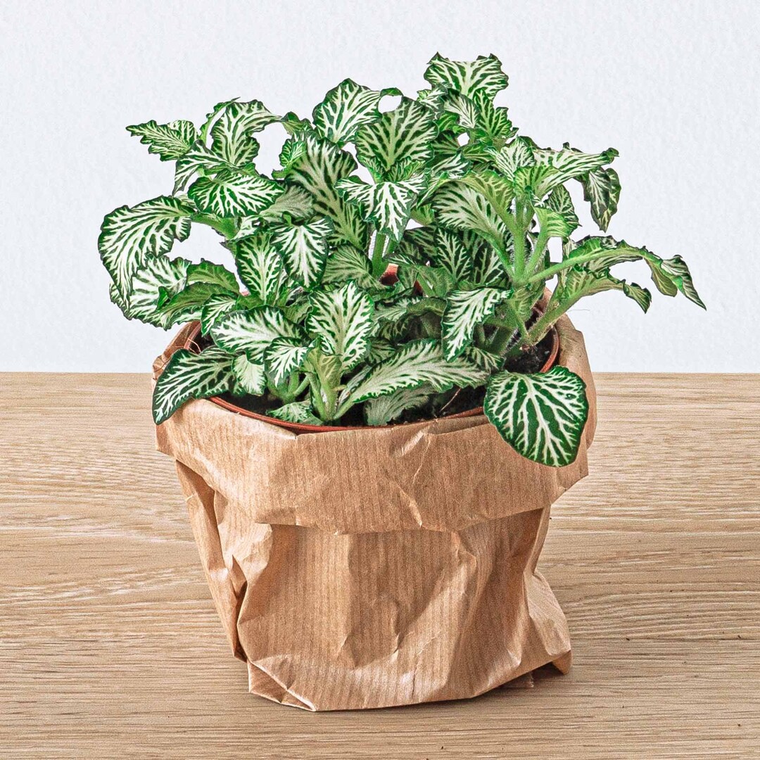 White Tiger Fittonia : plante de terrarium en mosaïque - Etsy France