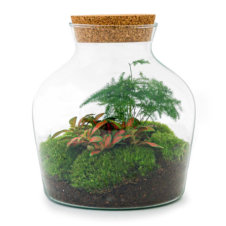 Terrarium DIY Kit Little Joe Ecosystem With Plants - Etsy