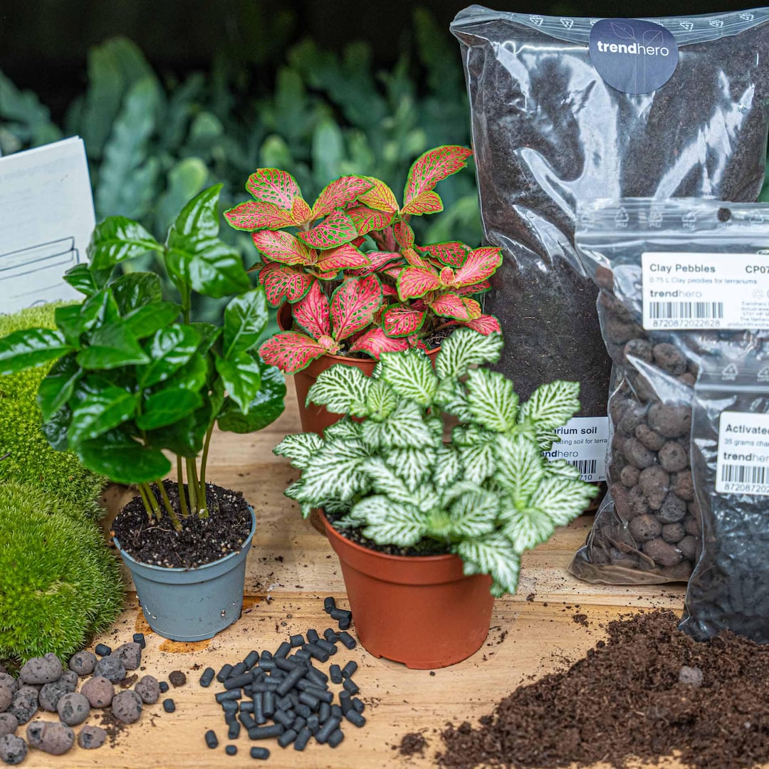 Coffea Arabica - Plant Terrarium Refill & Starter Kit - 3 Terrarium ...