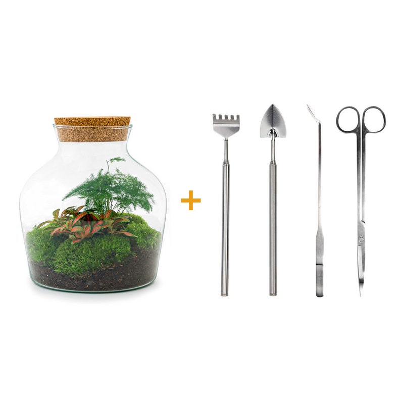 Terrarium DIY Kit Little Joe Ecosystem With Plants - Etsy
