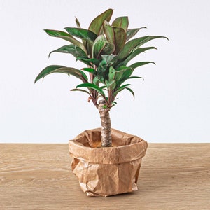 Plant Terrarium Kit • Palm • 3 Terrarium Plants • Closed Terrarium ...