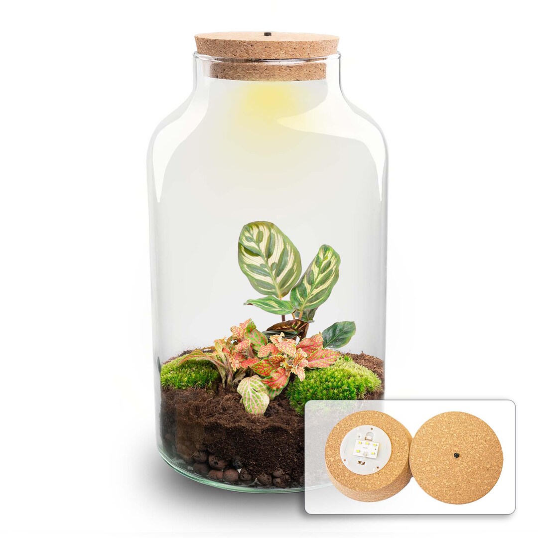 Terrarium • Milky Calathea With Light • DIY Bottle Garden Kit LED ...