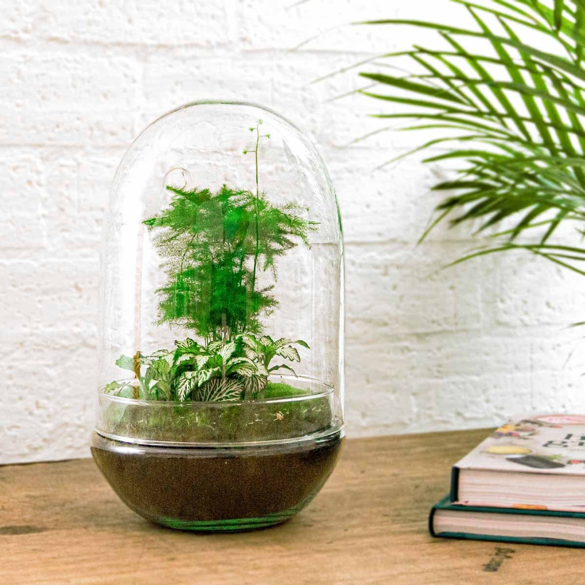 Terrarium DIY Kit Egg XL Ecosystem With Plants 30 Cm - Etsy