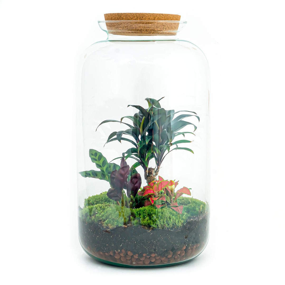 Terrarium DIY Kit Sven Palm Ecosystem With Plants 43 Cm Closed ...