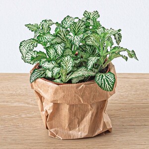 Plant Terrarium Kit • Palm • 3 Terrarium Plants • Closed Terrarium ...