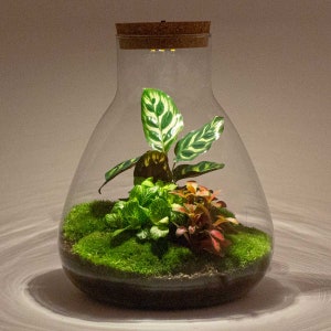 Terrarium • Sam Calathea With Light • DIY Bottle Garden Kit LED ...