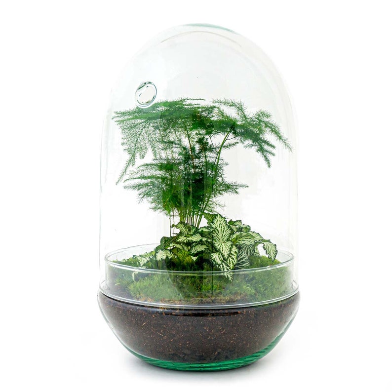 Terrarium DIY Kit Egg XL Ecosystem With Plants 30 Cm - Etsy
