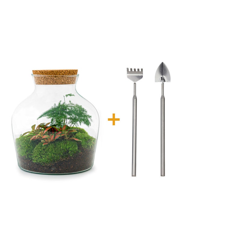 Terrarium DIY Kit Little Joe Ecosystem With Plants - Etsy