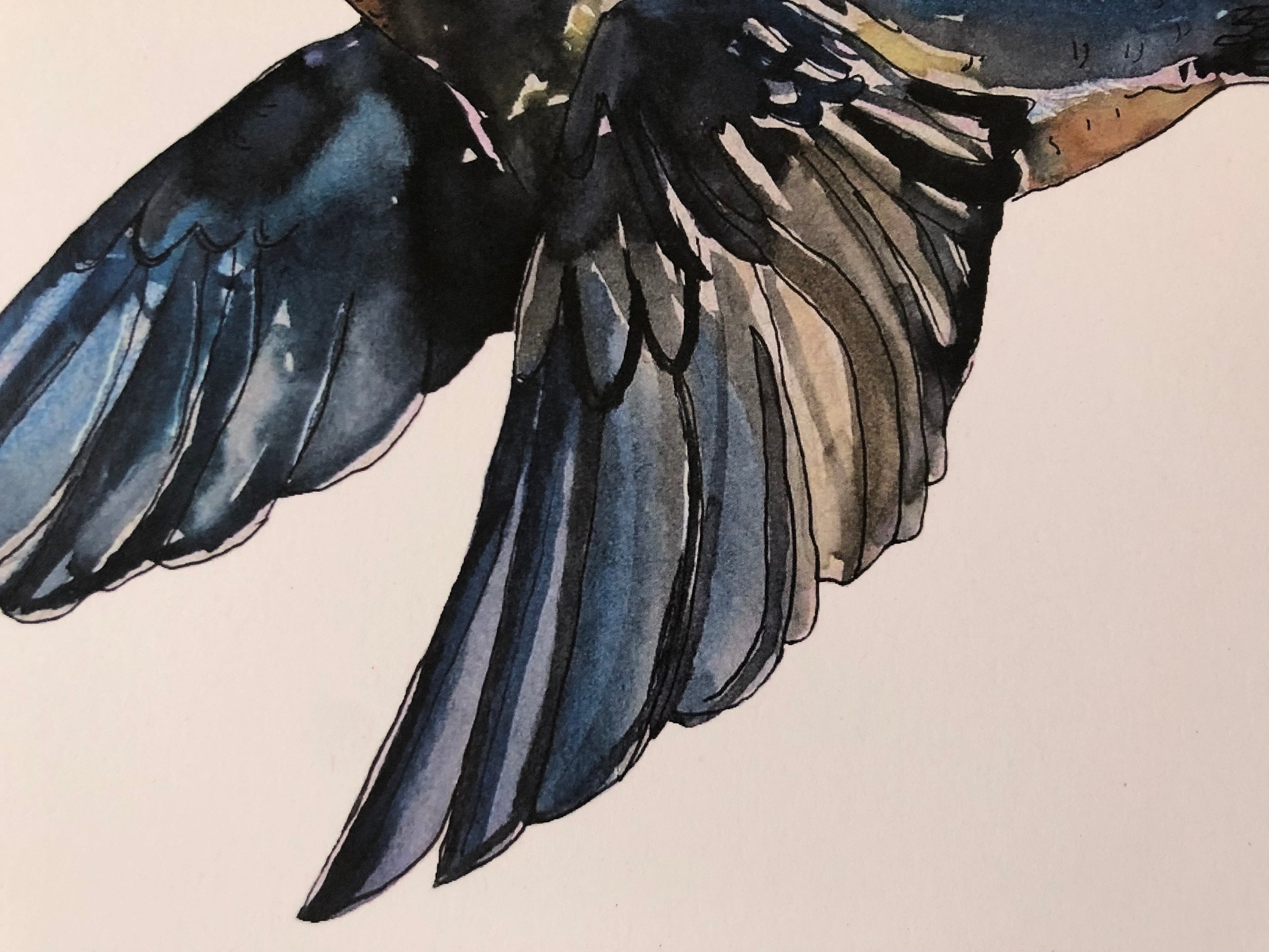 Barn Swallow Watercolor Painting Print - Etsy