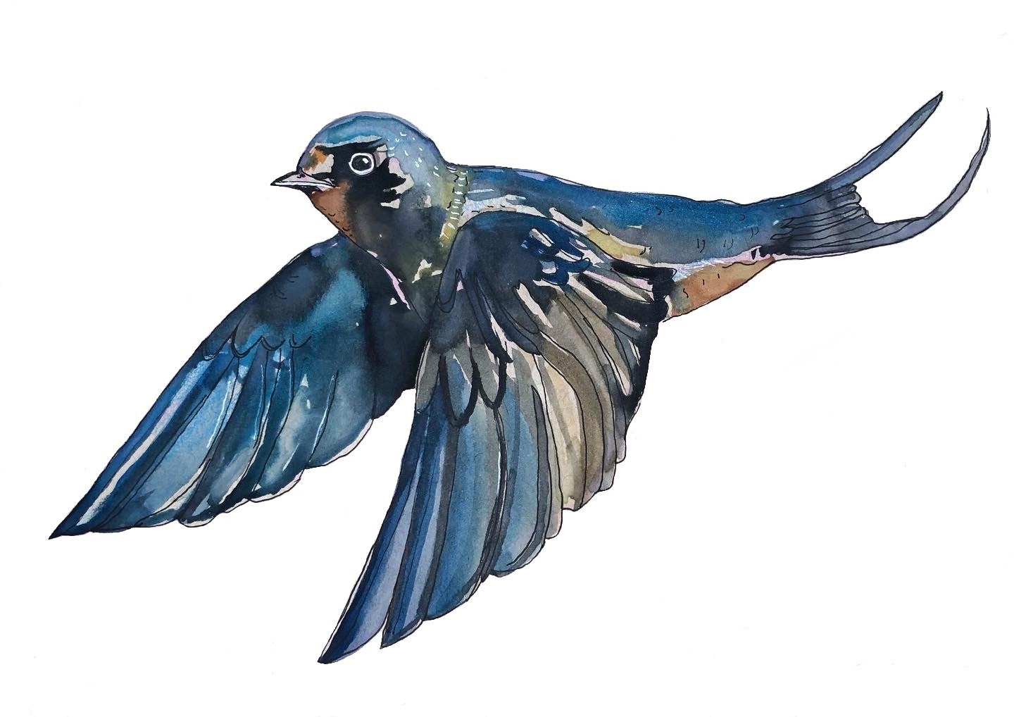 Barn Swallow Watercolor Painting Print - Etsy