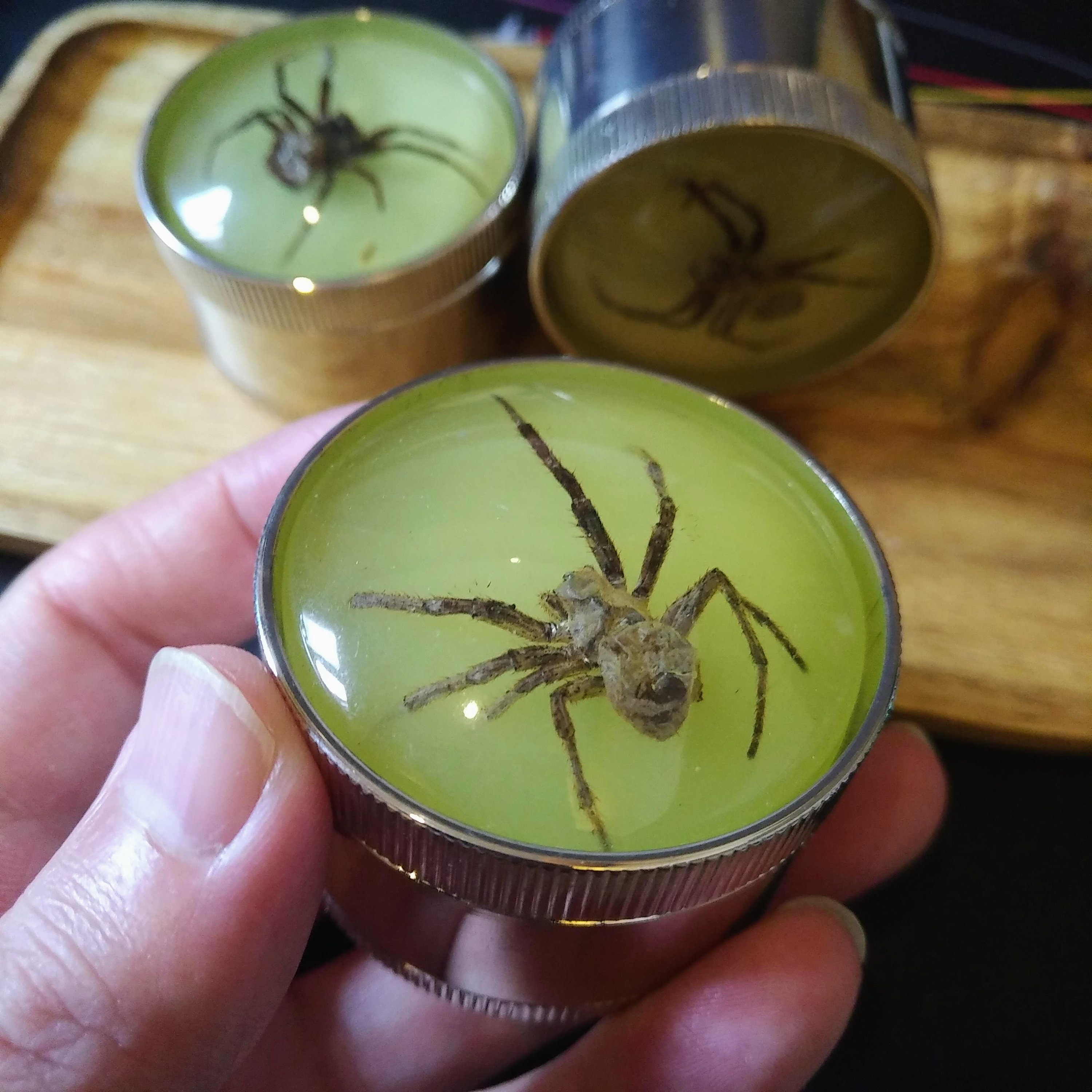 52mm Wide Luminous Spider/scorpion/bee Specimen & Zinc Alloy - Etsy