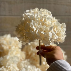 ORGANIC Ivory-white Dried-preserved Hydrangea LARGE Bundle (3 HEADS) - Etsy