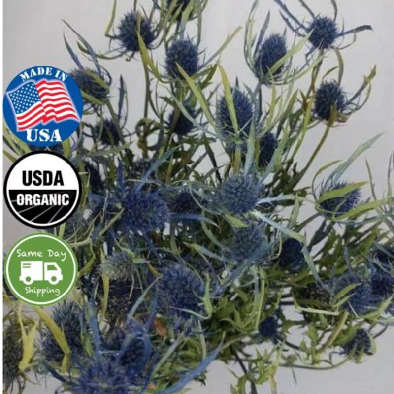 Dried Blue Thistle - Etsy