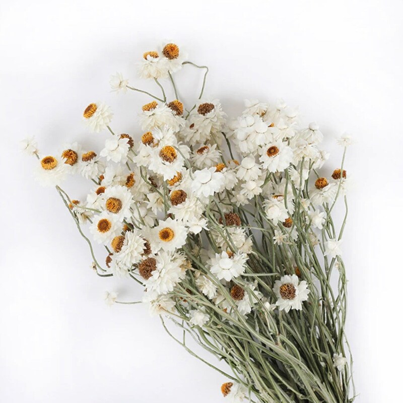 Chamomile - Etsy