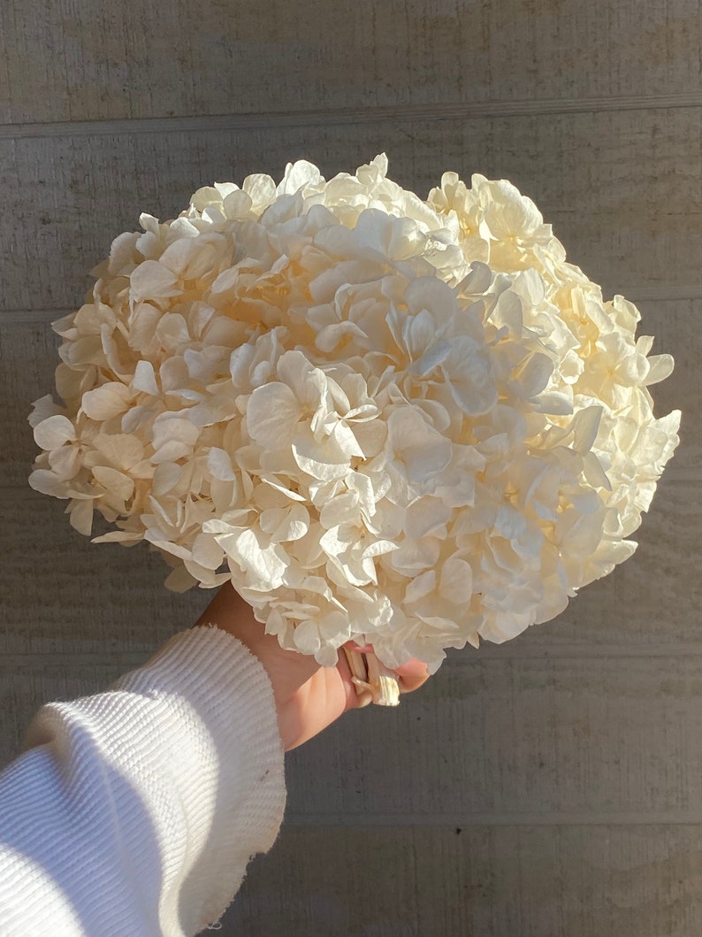 ORGANIC Ivory-white Dried-preserved Hydrangea LARGE Bundle (3 HEADS) - Etsy