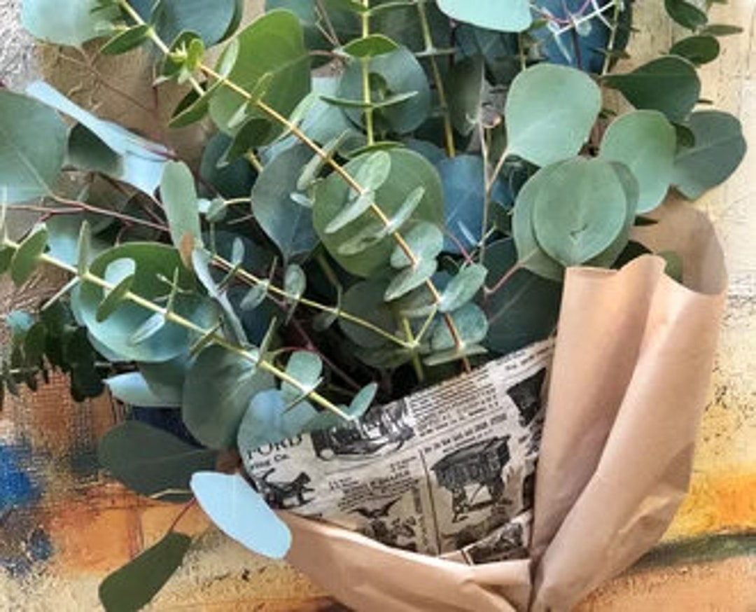 ORGANIC Large Fresh Baby Blue Spiral Eucalyptus Bundle, California ...