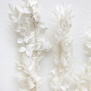 ORGANIC Dried White Bleached Italian Ruscus Preserved 3 4 Stem Bundle ...