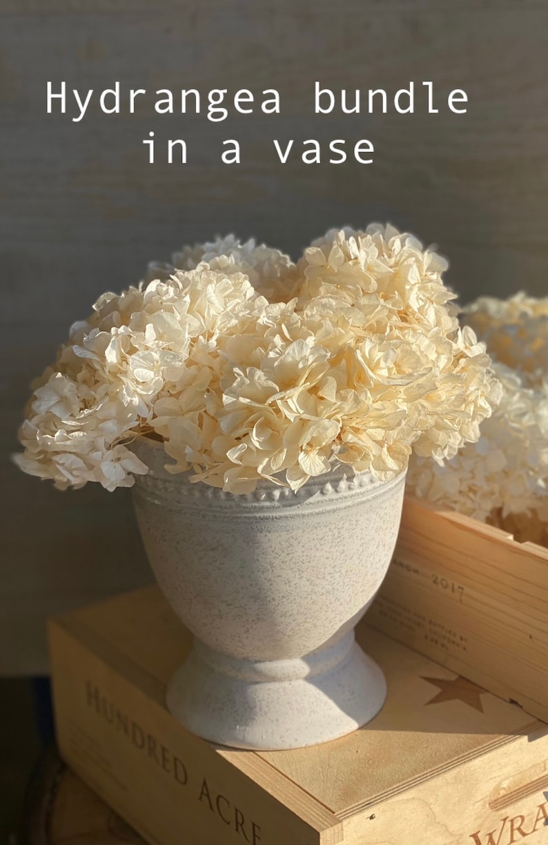 ORGANIC Ivory-white Dried-preserved Hydrangea LARGE Bundle (3 HEADS) - Etsy