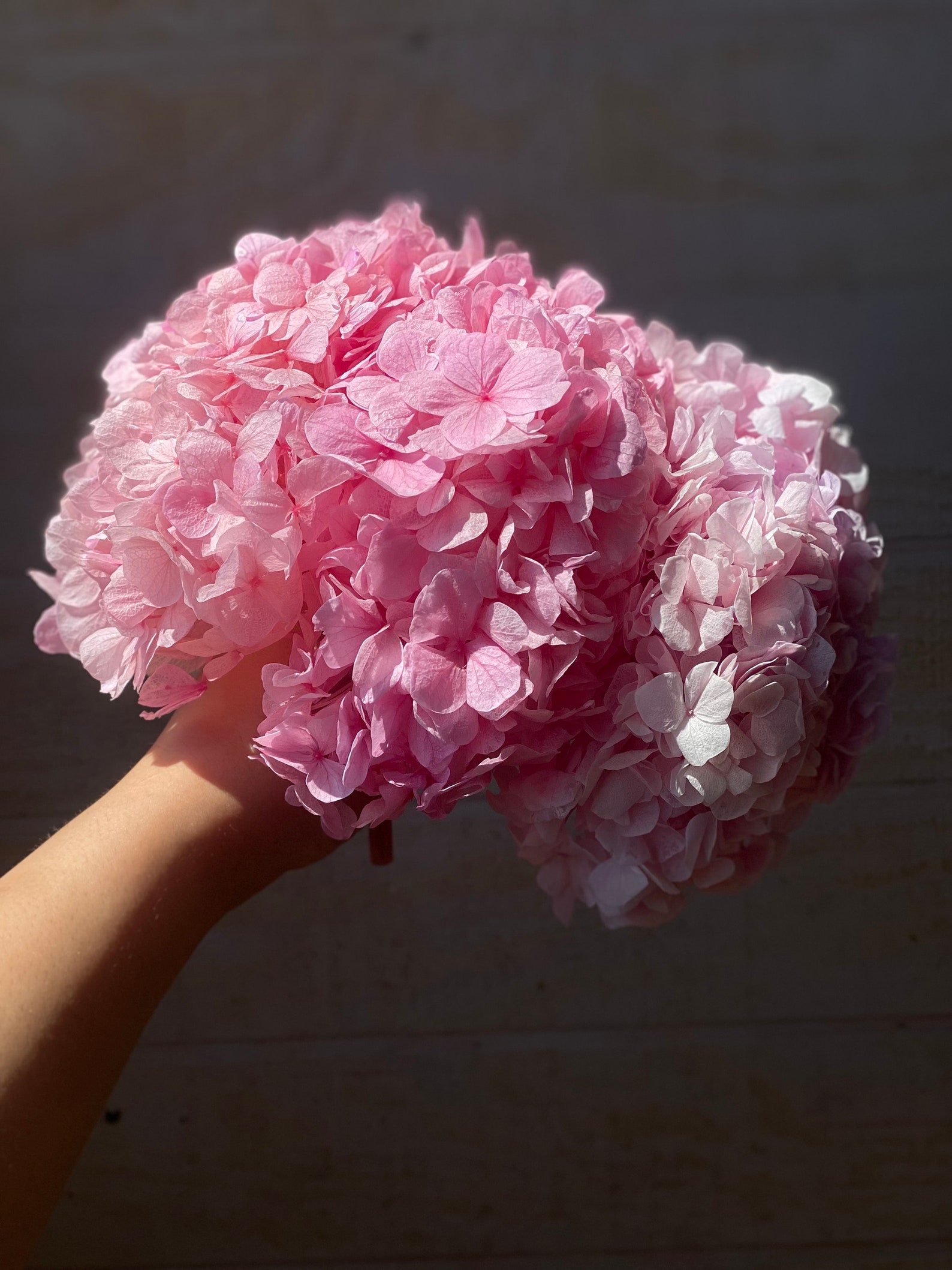 ORGANIC Ivory-white Dried-preserved Hydrangea LARGE Bundle (3 HEADS) - Etsy
