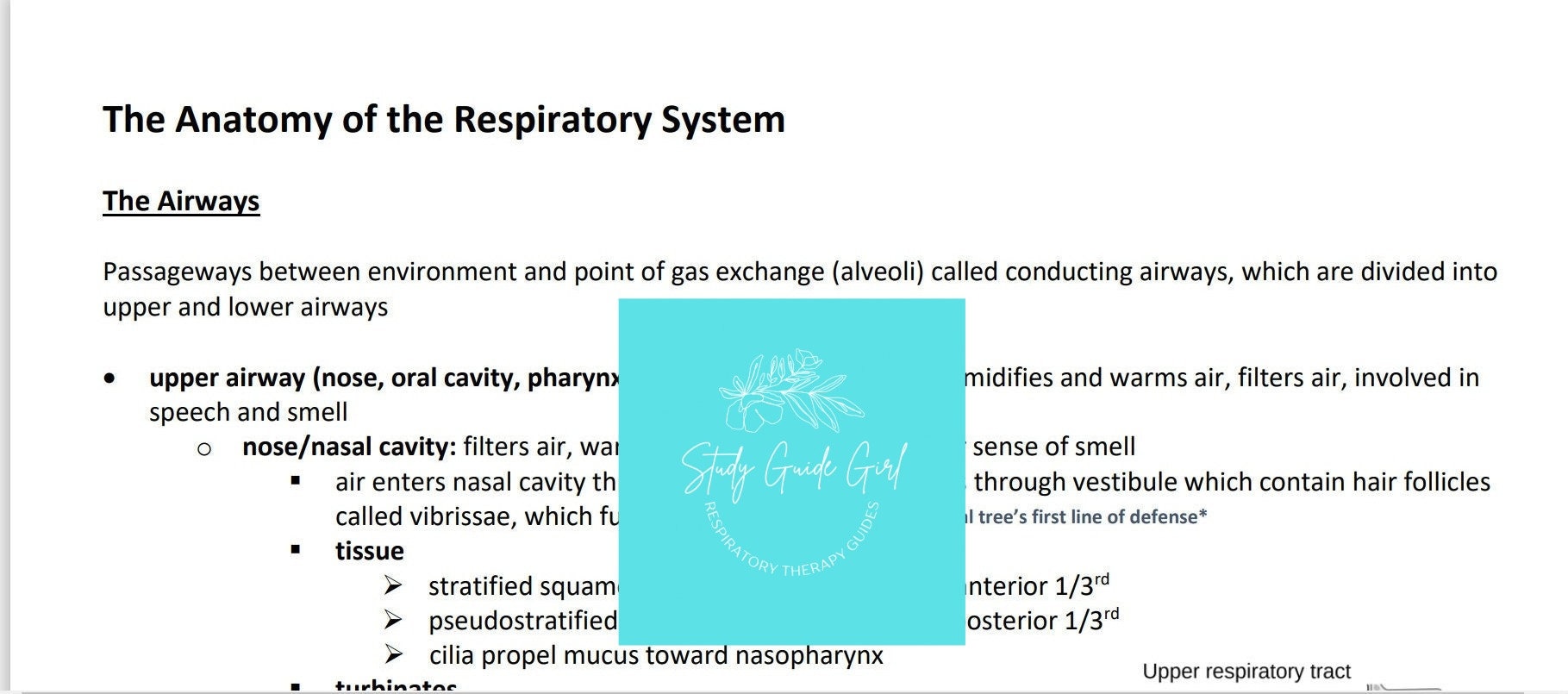 Study Guide - the Anatomy of the Respiratory System - PDF Download - Etsy