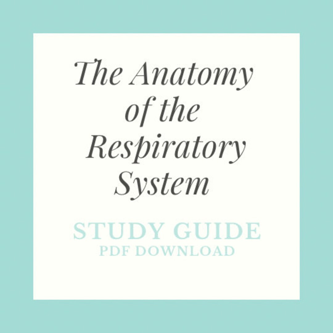 Study Guide - the Anatomy of the Respiratory System - PDF Download - Etsy