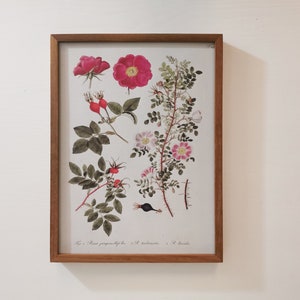 Framed botanical prints French country style Vintage | Etsy