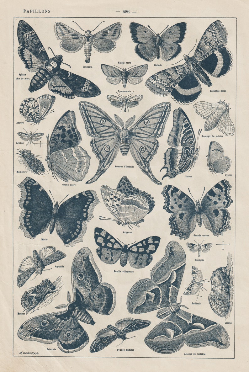 Colour Butterflies papillons Vintage Naturalist - Etsy Canada