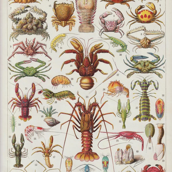 Crustaceans Print - Etsy