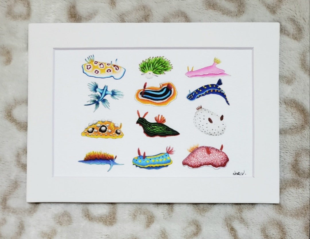 Nudibranch Group Matted Fine Art PRINT Aquatic Art Gift for - Etsy