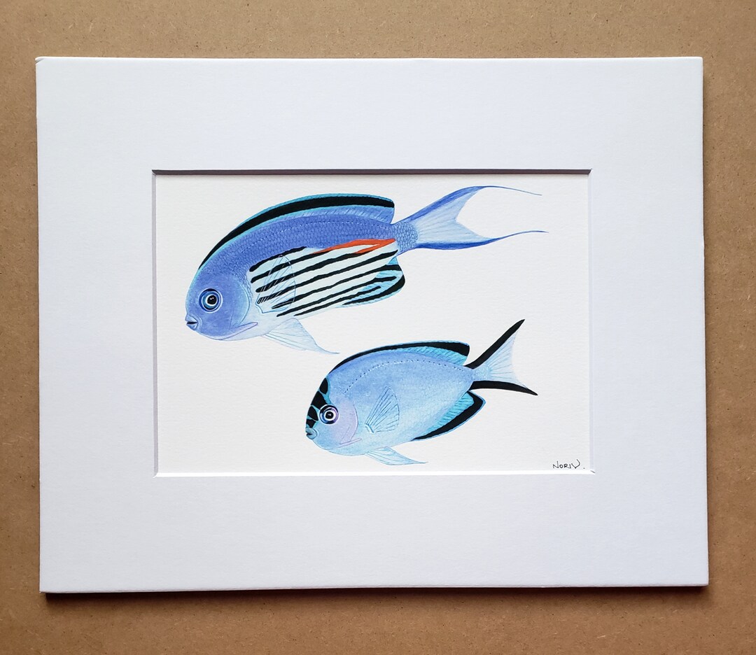 Genicanthus Watanabe Angelfish Matted Art PRINT Reef Art Gift for Him ...