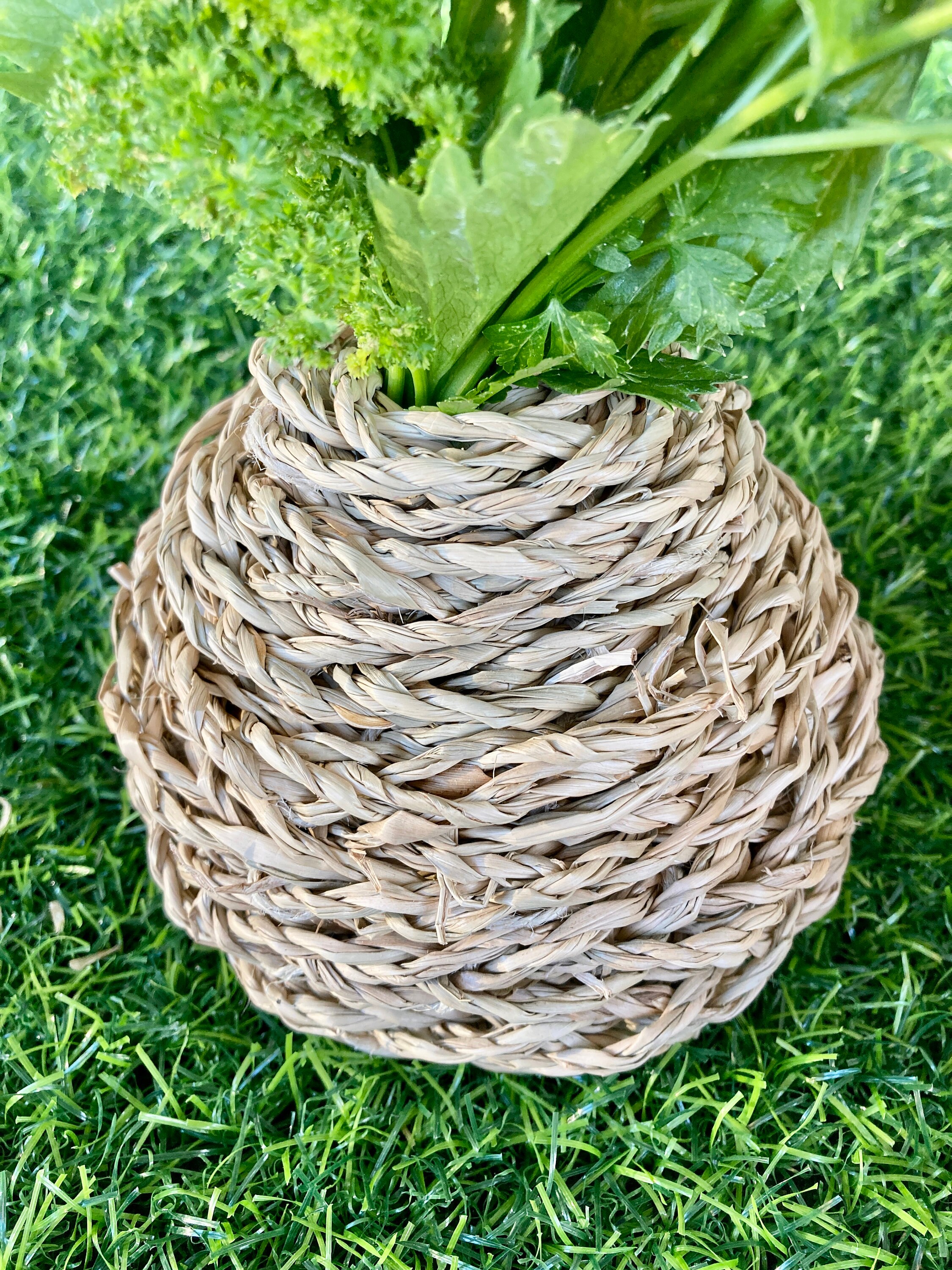 Seagrass Hive Enrichment Feeder — Nibbles & Knots