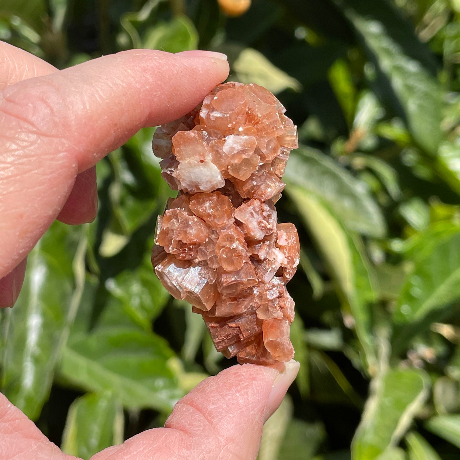 Aragonite Star Clusters (you Choose), Aragonite Clusters, Grounding ...