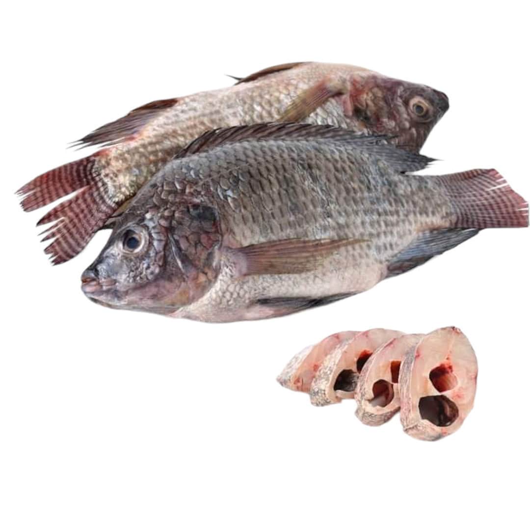 Fresh Tilapia Box - Etsy Canada