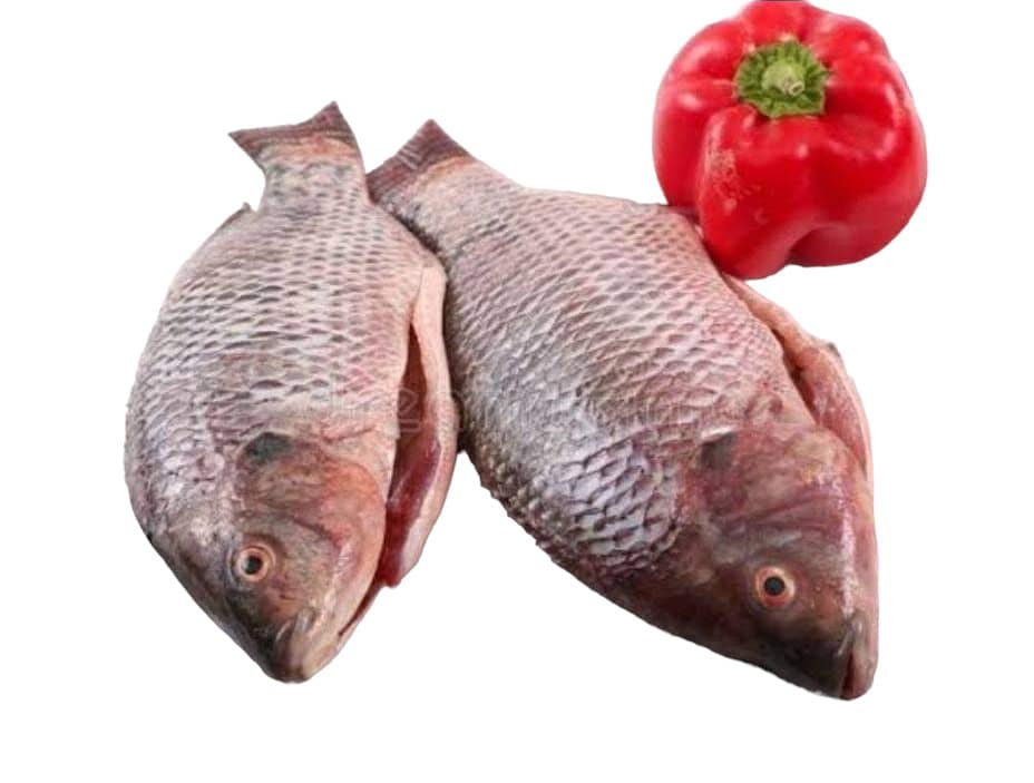 Fresh Tilapia Box - Etsy Canada