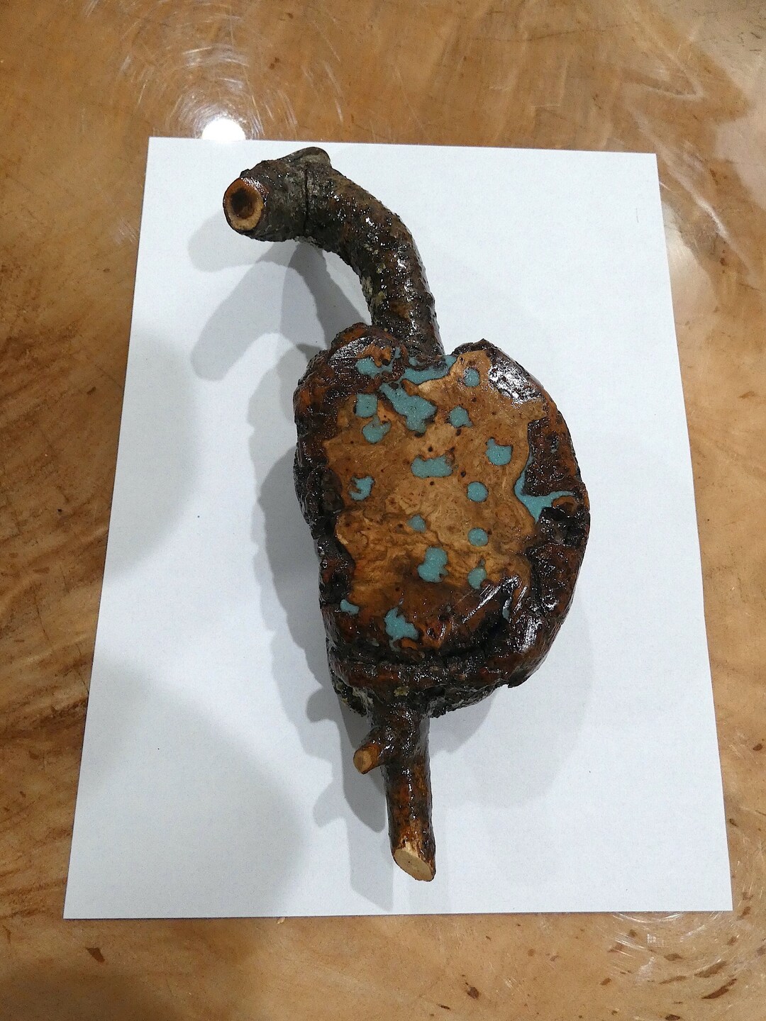 Small Cherry Burl With Turquoise Powder Inlay - Etsy