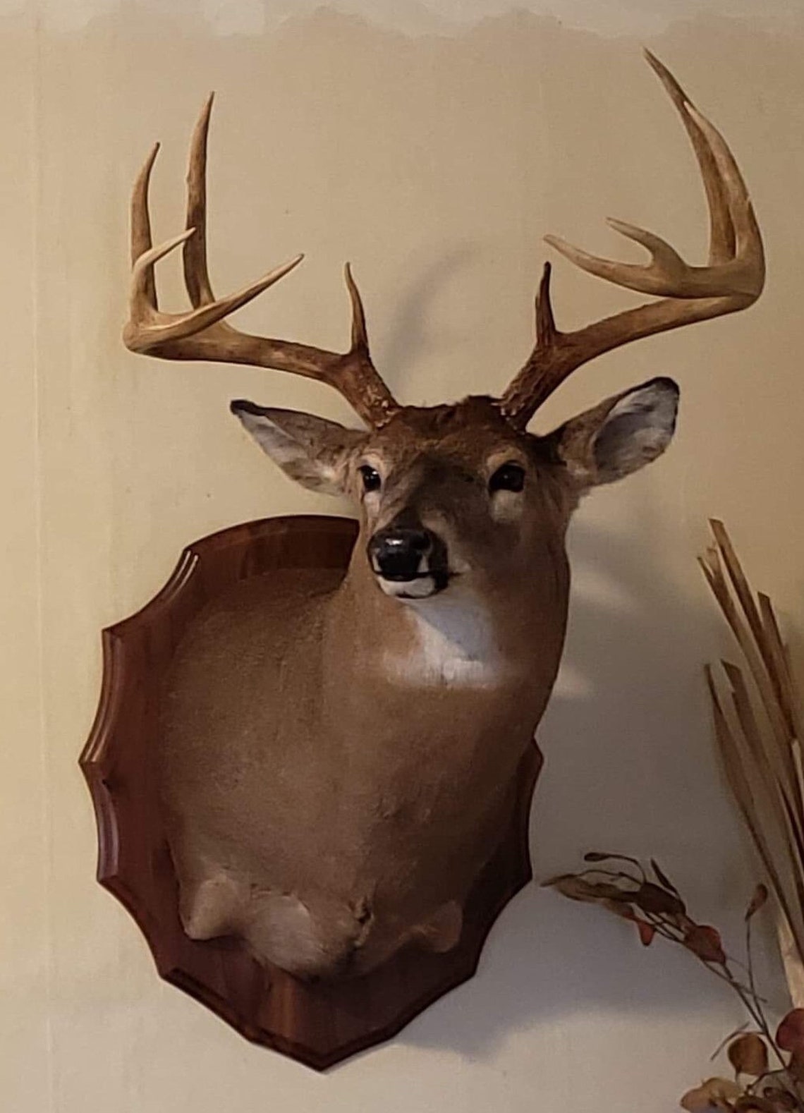 Whitetail & Elk Shoulder Wall Mount Plaque 17 Patterns - Etsy