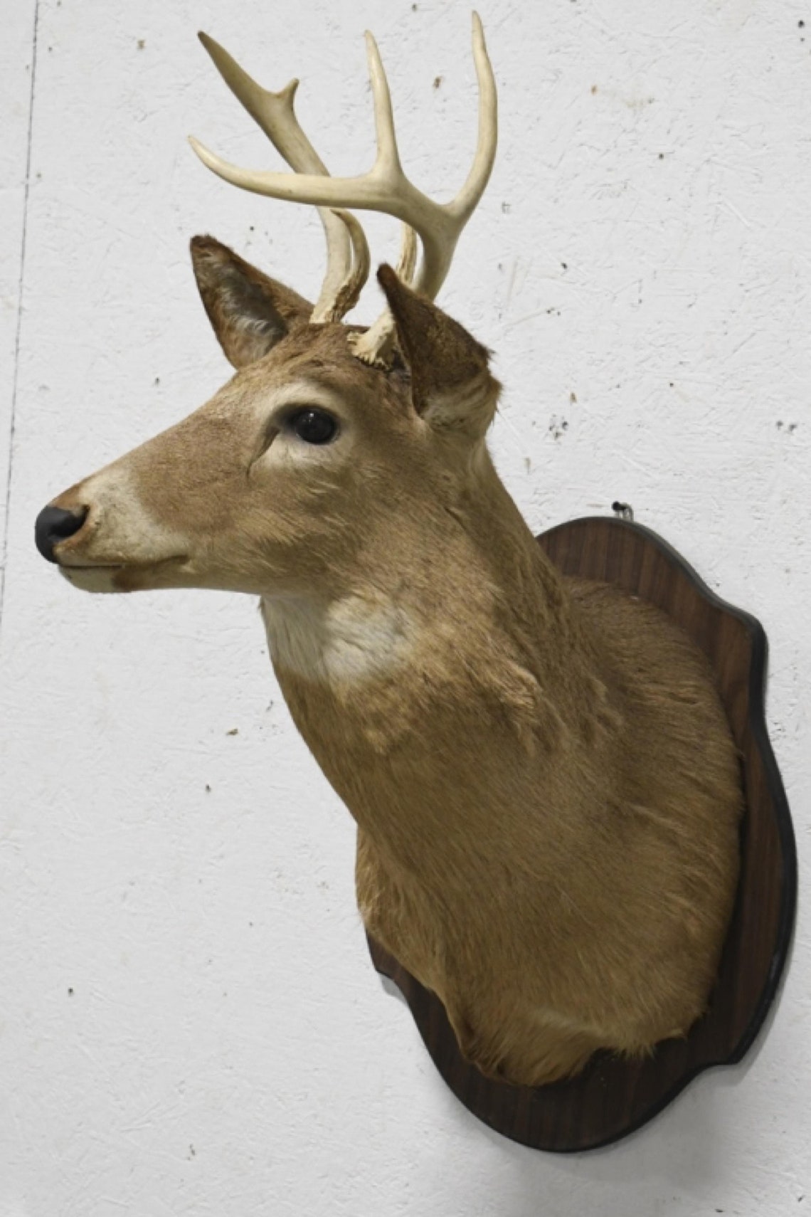 Whitetail & Elk Shoulder Wall Mount Plaque 17 Patterns - Etsy