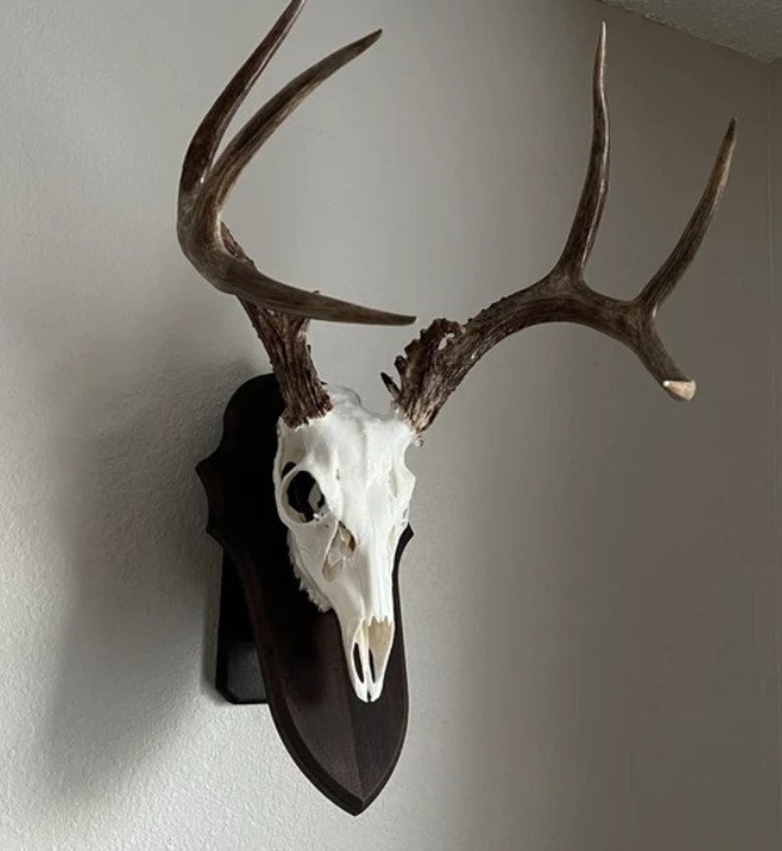 European Pedestal Game Mount Plaque - Etsy