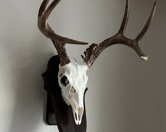 Rustic European Mount Plaque Wall Hanger Euro Antlers Horns Base - Etsy