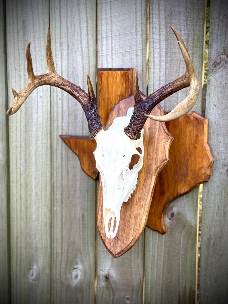WHITETAIL - MULE DEER - Pick Your State Classic or European Skull Mount ...
