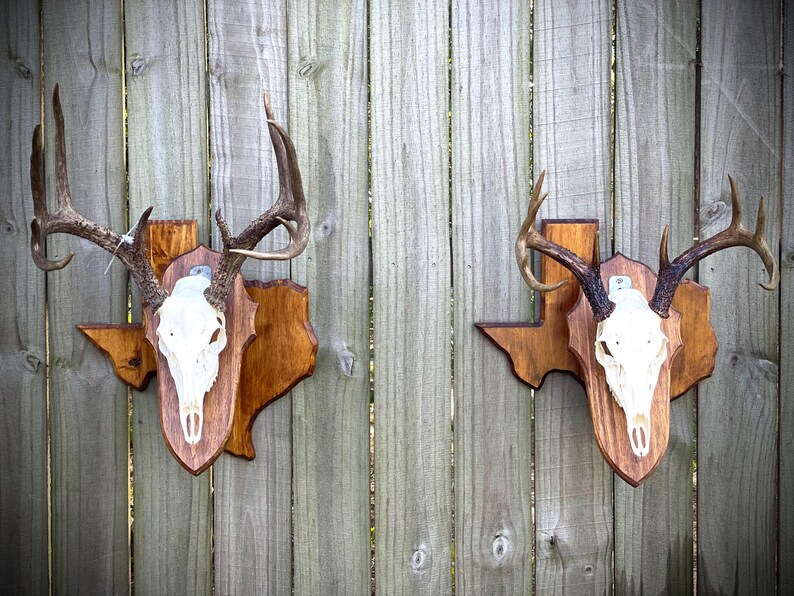 WHITETAIL - MULE DEER - Pick Your State Classic or European Skull Mount ...