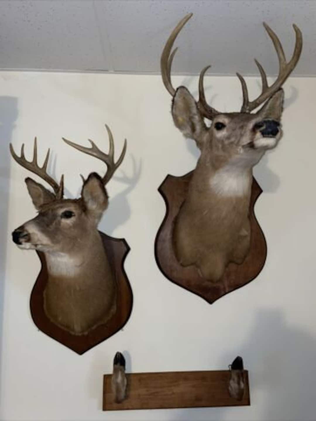 Whitetail & Elk Shoulder Wall Mount Plaque 17 Patterns PICK YOUR STATE - Etsy