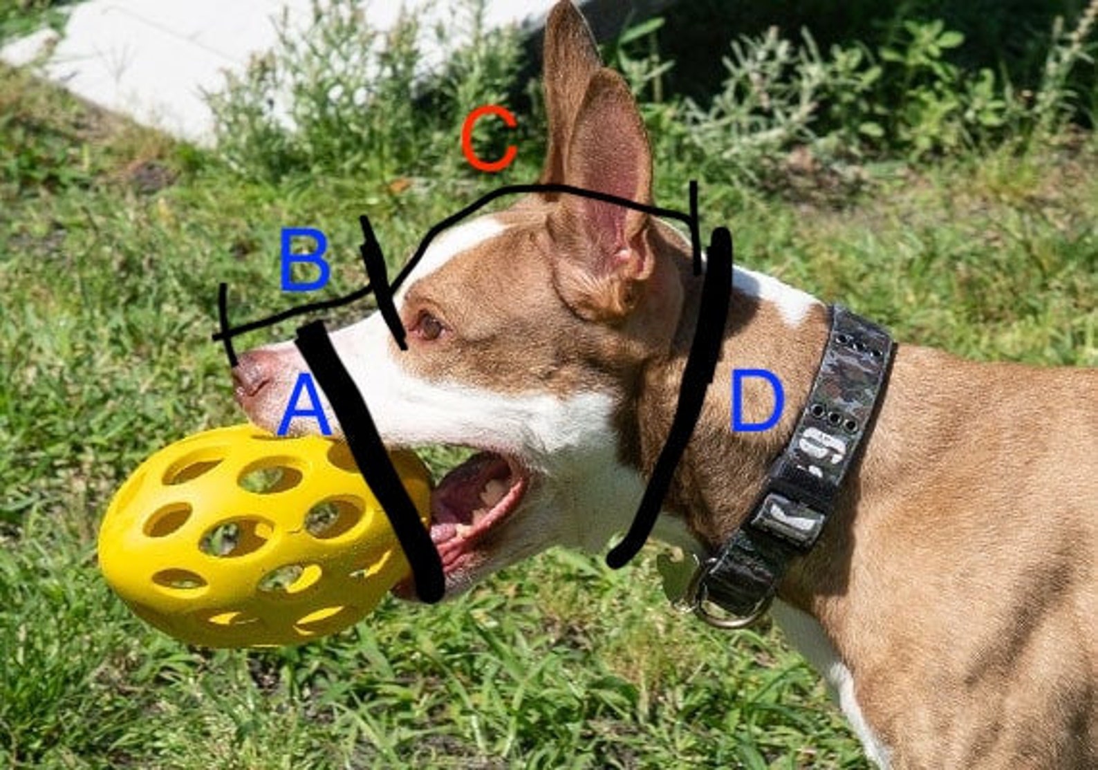 Biothane Dog Muzzle | Etsy